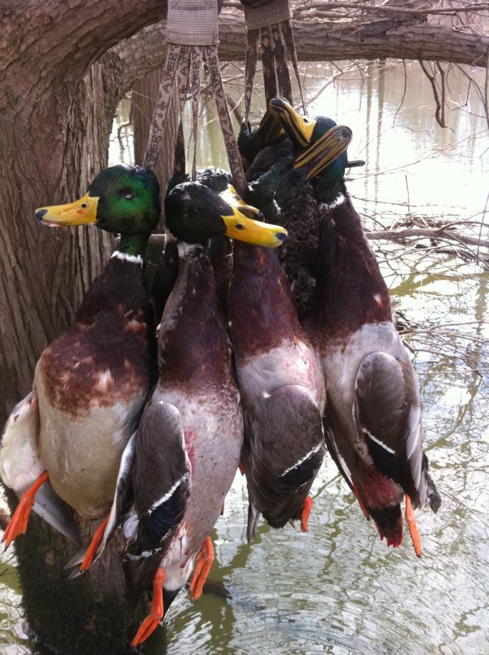 Premier Flight Guide Service Arkansas Ducks Photo Gallery